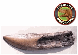 Giganotosaurus Tooth
