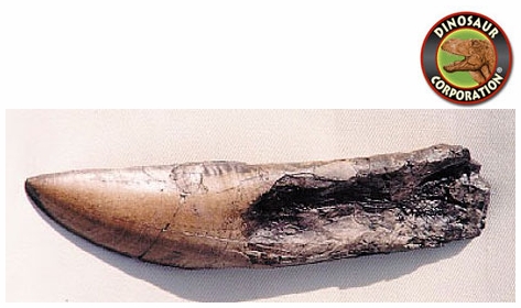 Giganotosaurus Tooth | Fossil Replica
