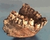 Gigantopithecus blacki Jaw For Sale | Dinosaur Corporation