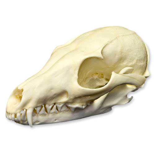 Fox Skeleton Head