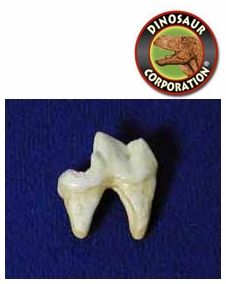 Gray Wolf Molar | Dinosaur Corporation