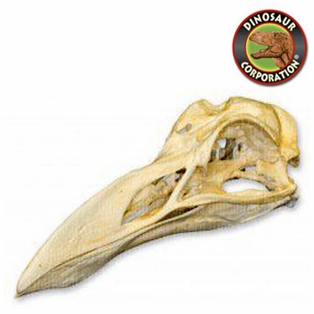 Great Auk Skull for Sale | Dinosaur Corporation