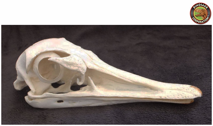Greater Rhea Skull | Dinosaur Corporation