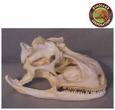 Iguana Skull For Sale | Dinosaur Corporation