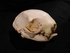 Hoffman's Two-Toed Tree Sloth Skull For Sale