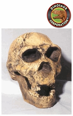 Homo ergaster Skull For Sale | Dinosaur Corporation