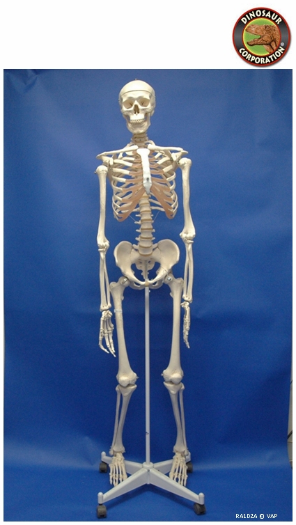 Human Adult Skeleton | Dinosaur Corporation