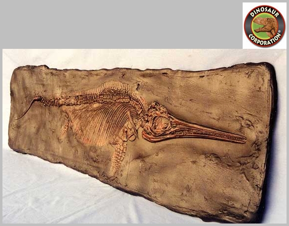Ichthyosaur Fossil Skeleton Panel for Sale