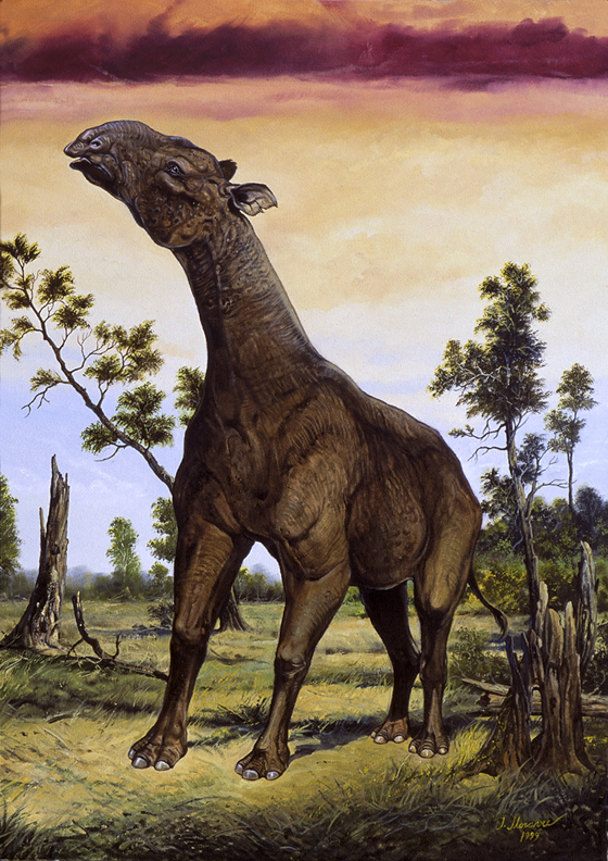 Indricotherium Size