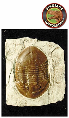 Isotelus Maximus Trilobite For Sale | Dinosaur Corporation