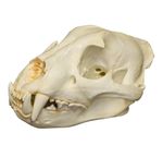 Felidae Skulls For Sale | Dinosaur Corporation