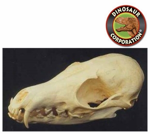 Kit Fox Skull Island Fox Skull