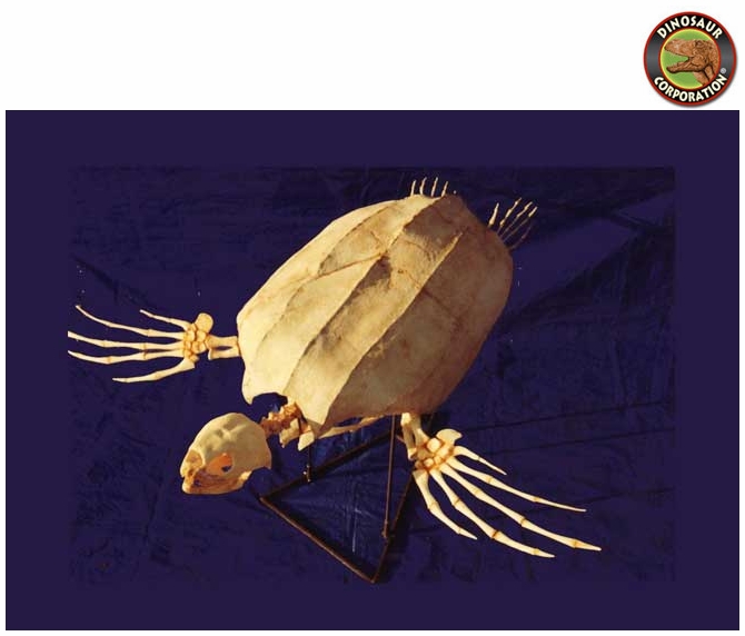 Leatherback Turtle Skeleton | Dinosauur Corporation