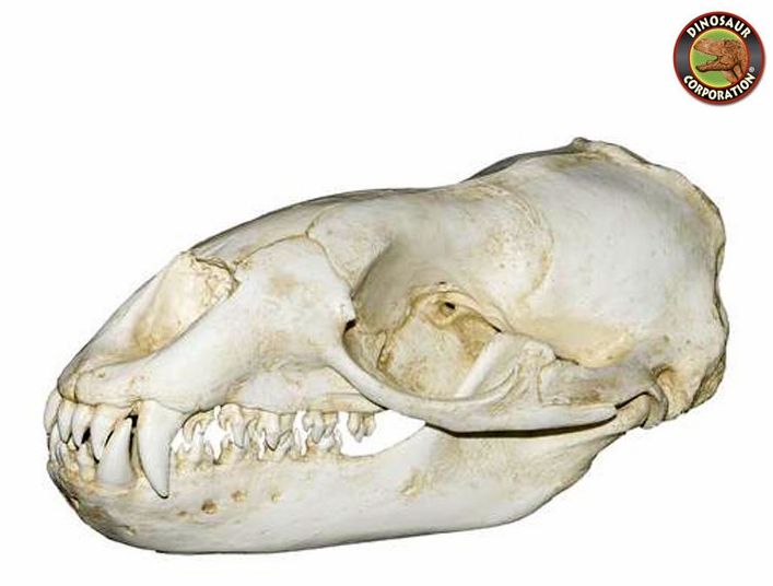 Leopard Seal Skull For Sale | Dinosaur Corporation