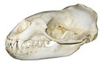 Felidae Skulls For Sale | Dinosaur Corporation