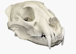 Felidae Skulls For Sale | Dinosaur Corporation