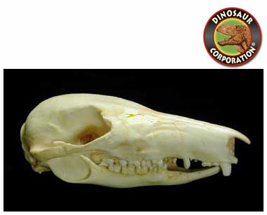 Long Nosed Potoroos Skull | Dinosaur Corporation