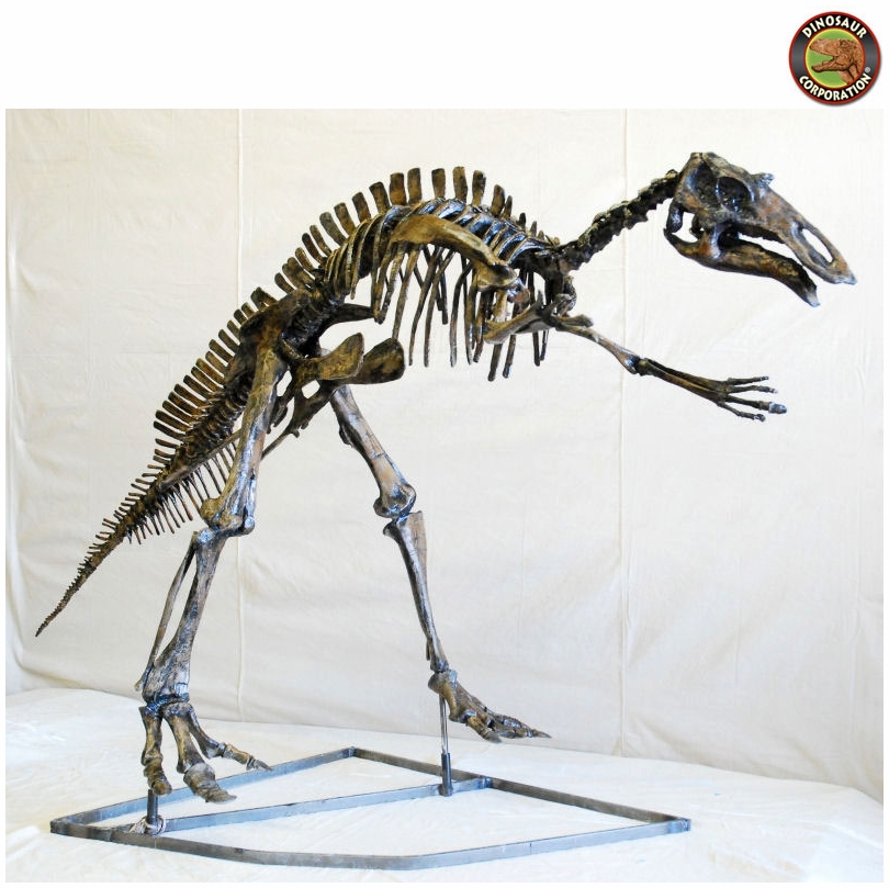 Maiasaura Skeleton For Sale | Dinosaur Corporation