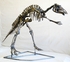 Maiasaura Skeleton For Sale | Dinosaur Corporation