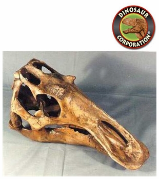 Maiasaura Skull For Sale | Fossil Replica | Dinosaur Corporation