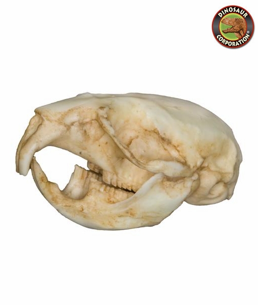 Meadow Vole Skull For Sale | Dinosaur Corporation