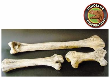 Moa Leg Bones