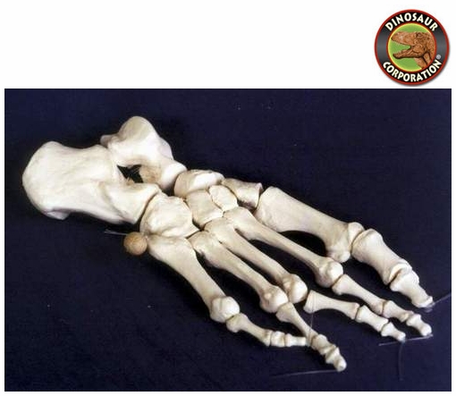 Modern Human Foot | Fossil Replicas | Dinosaur Corporation