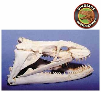 Moray eel Skull For Sale | Dinosaur Corporation