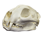 Felidae Skulls For Sale | Dinosaur Corporation