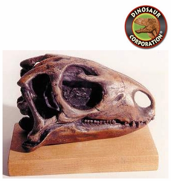 Nanosaurus Skull | Dinosaur Corporation