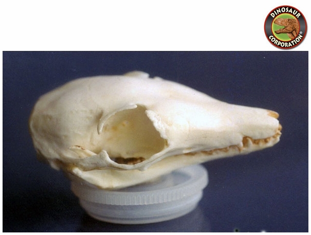 Numbat Banded Anteater Skull For Sale | Dinosaur Corporation