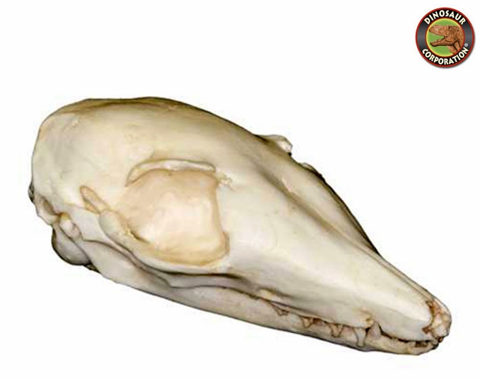 Numbat Skull | Dinosaur Corporation