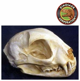 Ocelot Skull for Sale | Dinosaur Corporation