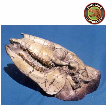 Oligocene Camel Poebrotherium Skull For Sale | Dinosaur Corporation