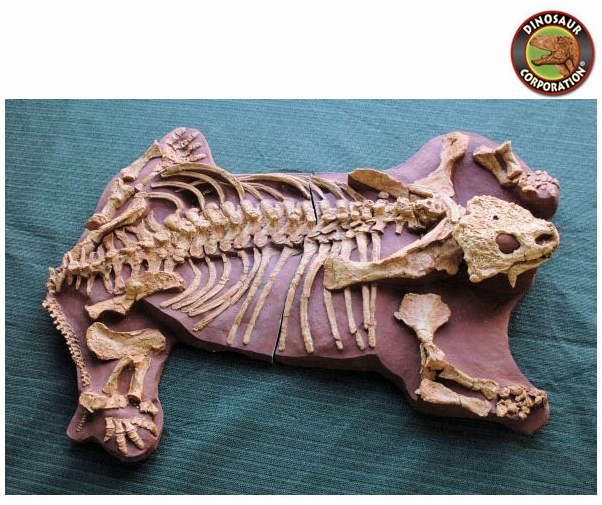 Pareiasaurus Adult Skeleton Panel For Sale | Dinosaur Corporation