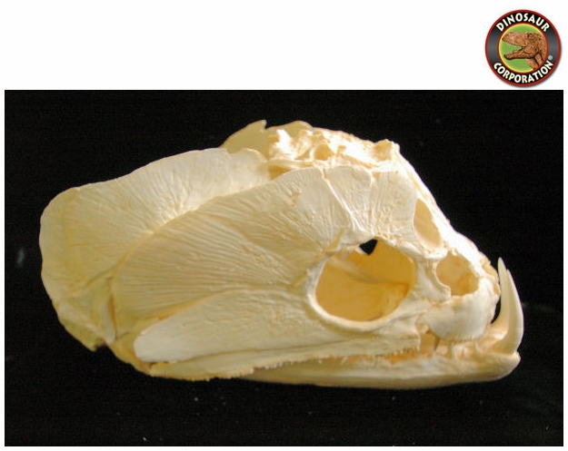 Payara Wolf Fish Skull For Sale | Dinosaur Corporation