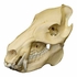 Peccary Javelina Skull for Sale | Dinosaur Corporation