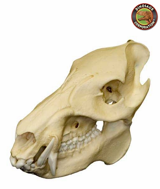 Peccary Javelina Skull for Sale | Dinosaur Corporation