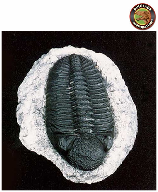 Phacops Rana Africana Trilobite For Sale | Dinosaur Corporation