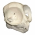 Philippine Tarsier Skull