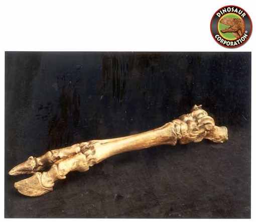 Pleistocene Bison Foot For Sale | Dinosaur Corporation