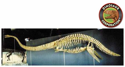 Plesiosaurus Plesiosaur Skeleton For Sale | Dinosaur Corporation