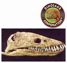 Plesiosaurus Skull for Sale | Dinosaur Corporation