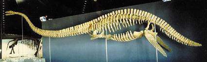 Plesiosaur Skull