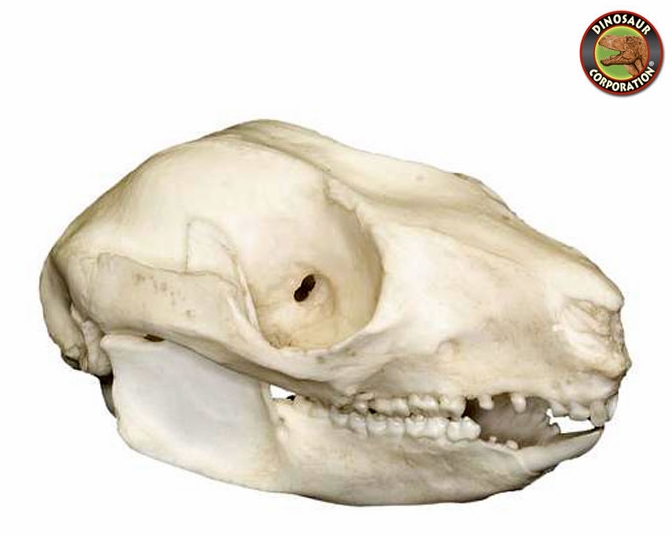 Possum Ringtail Skull | Dinosaur Corporation
