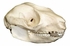 Possum Ringtail Skull | Dinosaur Corporation