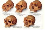 Prehistoric Man Skulls | Hominid Skulls | Dinosaur Corporation