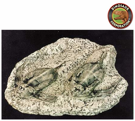 Bothriolepis canadensis For Sale | Dinosaur Corporation
