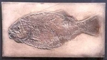 Fossil Fish Replicas For Sale | Dinosaur Corporation