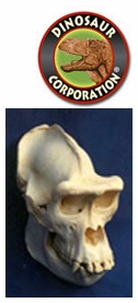 Primates Skulls For Sale | Dinosaur Corporation